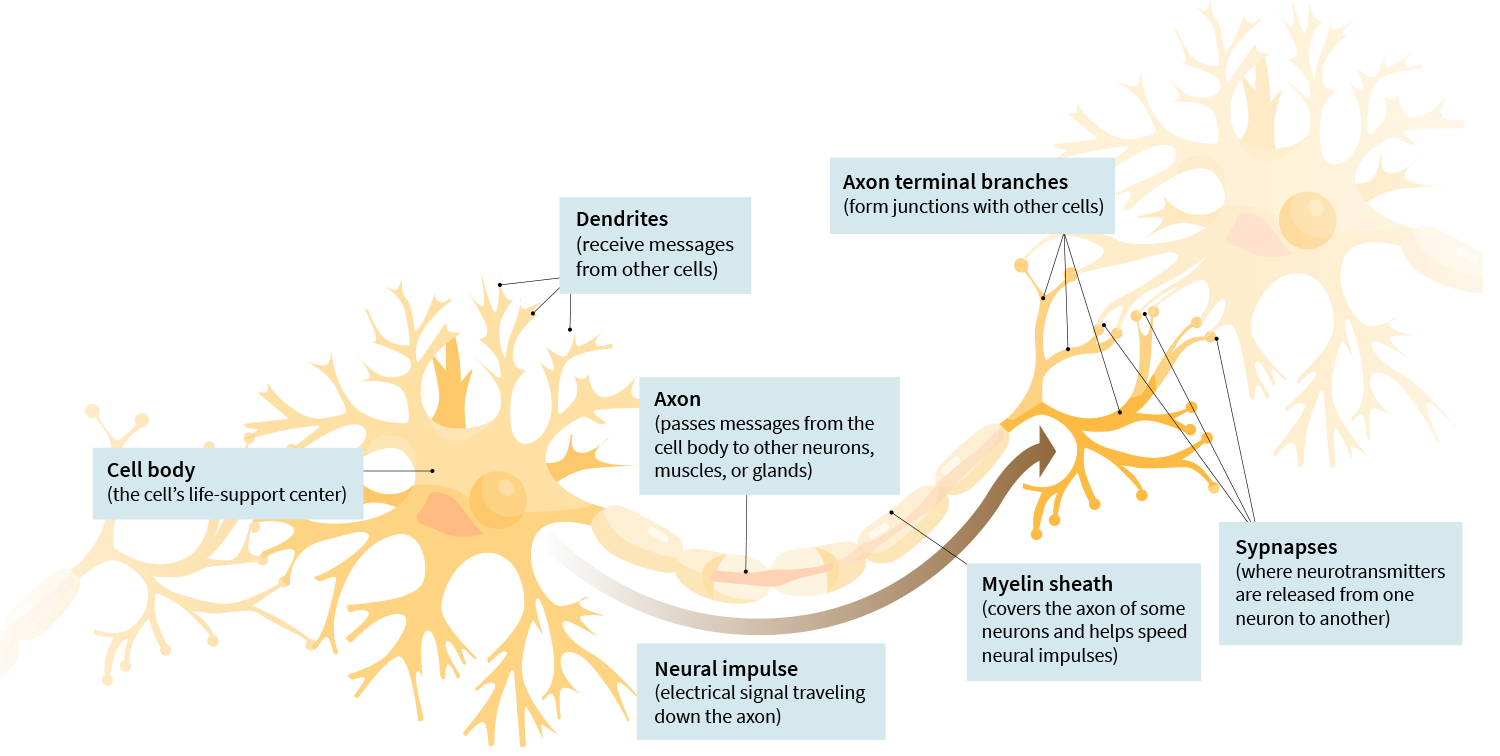 Psychedelics and the underlying mechanism of neuroplasticity - Study ...